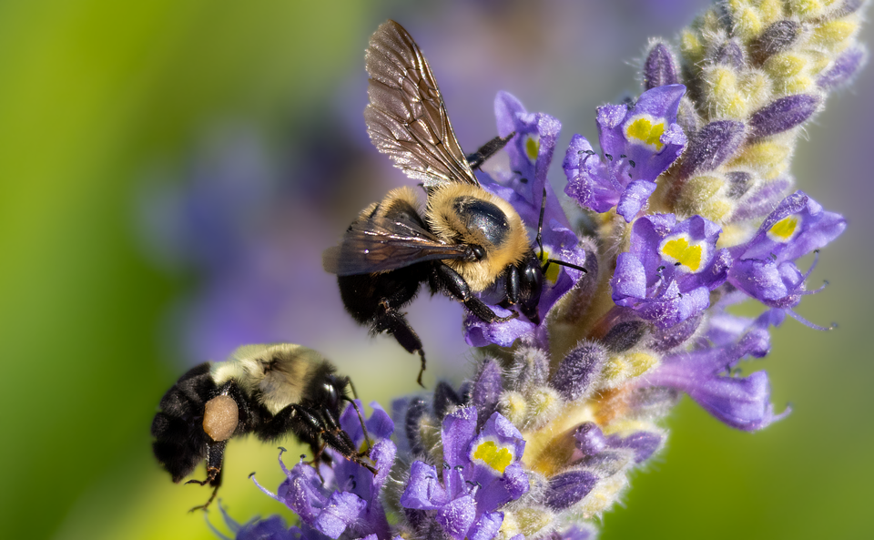 Download Bumblebee, Insect, Pollination. Royalty-Free Stock ...
