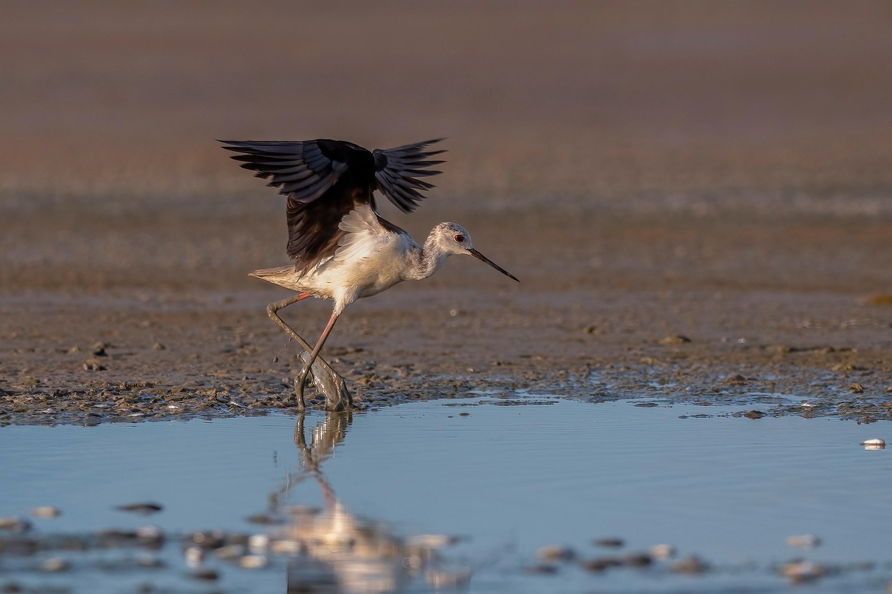 Stilt Bird Animal - Free photo on Pixabay