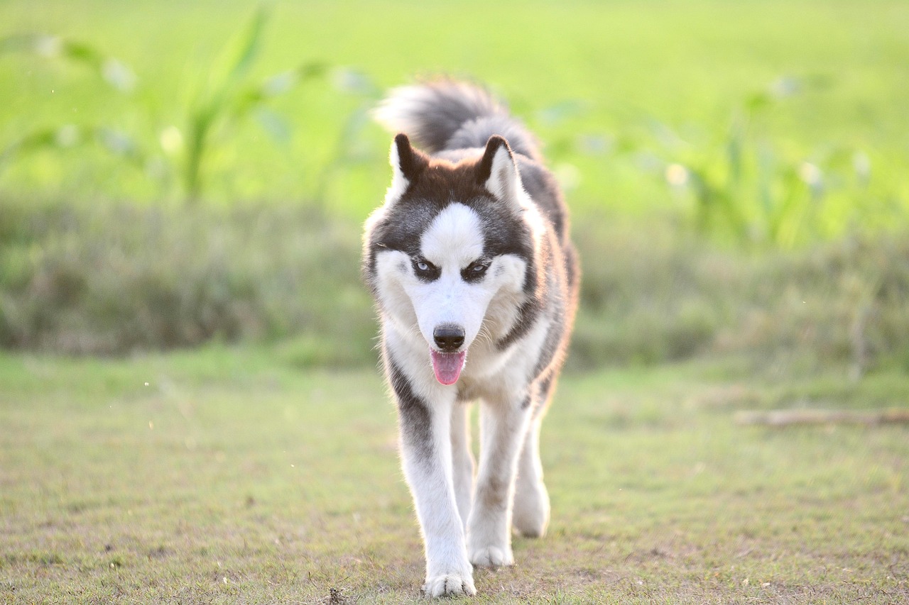 Husky Dog Animal - Free photo on Pixabay