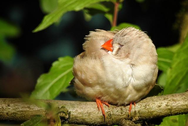 Bird Nature Ornithology - Free photo on Pixabay