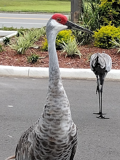 Crane Nature Wildlife - Free photo on Pixabay