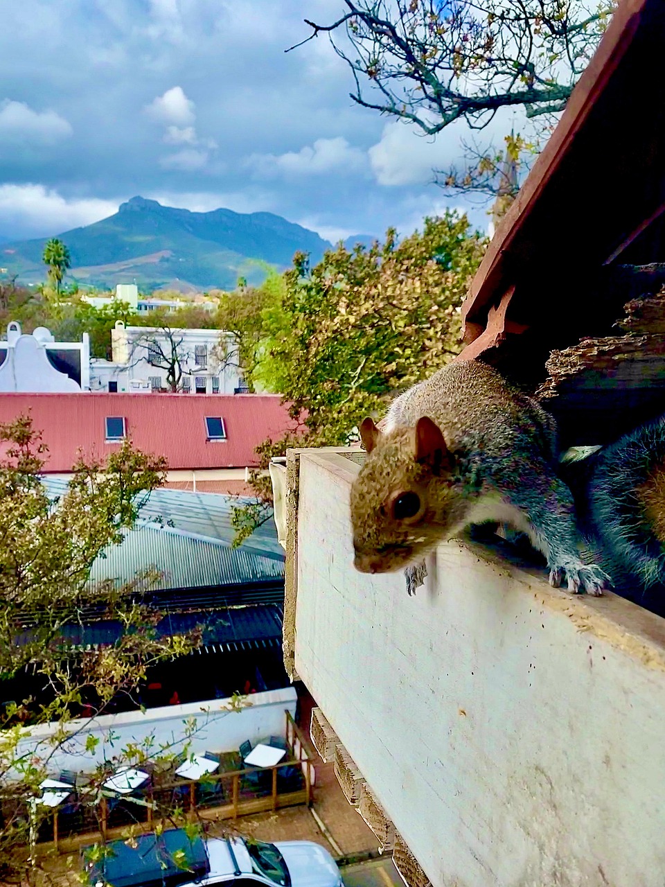 Squirrel Roof Top Landscape - Free photo on Pixabay