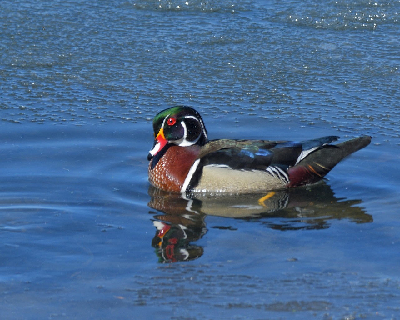 Wooduck Bird Duck - Free photo on Pixabay