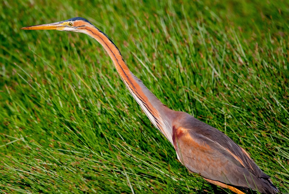 Heron Bird Animal - Free photo on Pixabay