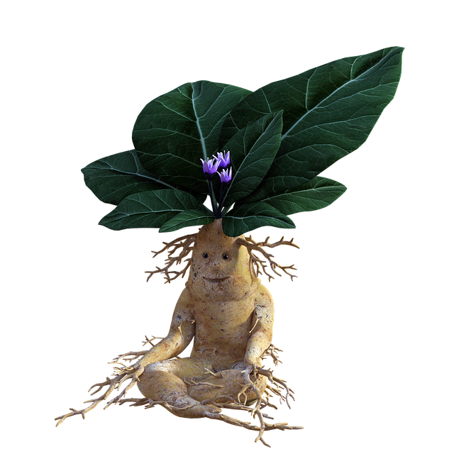 Mandrágora Planta Raíz - Imagen gratis en Pixabay