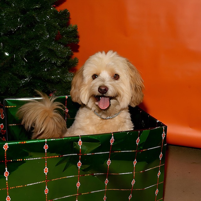Chien Carte De Noël - Image gratuite sur Pixabay