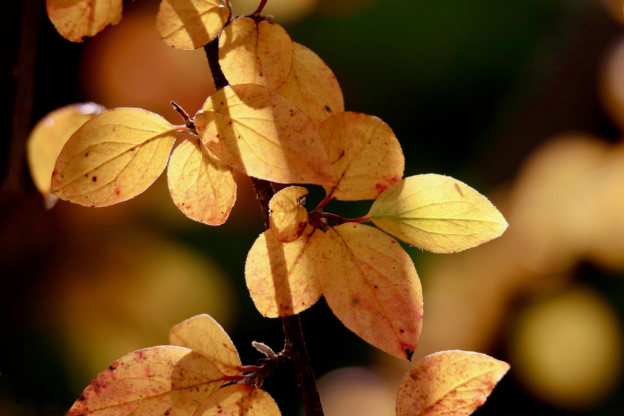 Cotoneaster Hojas Amarillas Otoño - Foto gratis en Pixabay