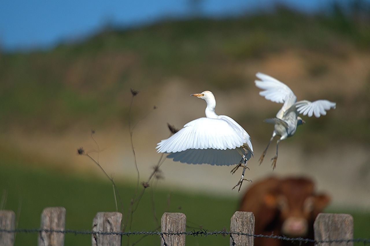 Fattoria Campagna - Free photo on Pixabay