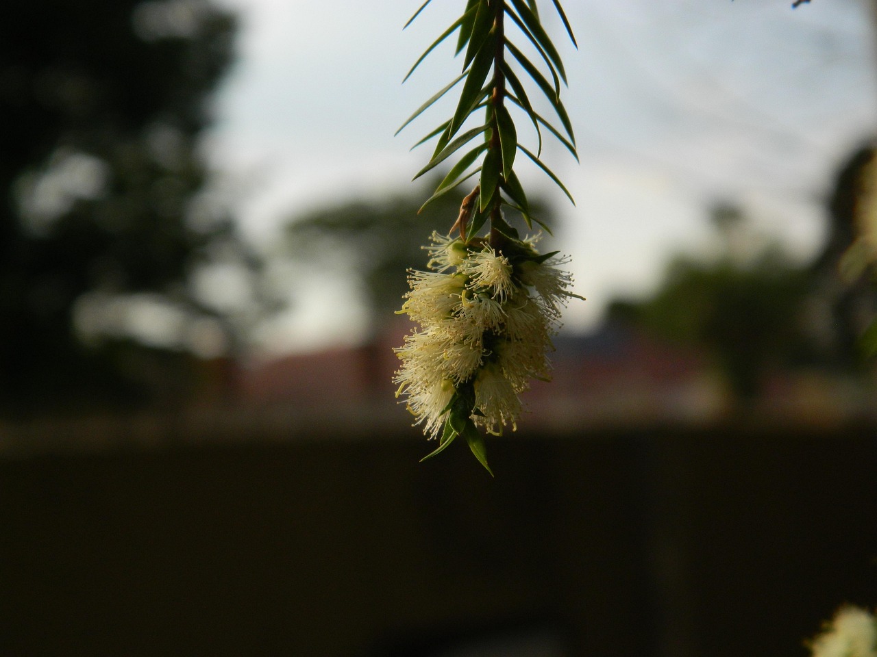 Flor Árbol Polen - Foto gratis en Pixabay