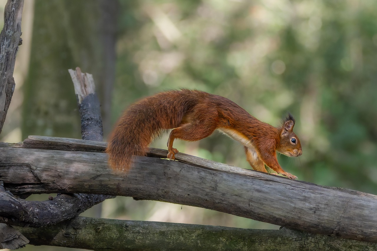 Outdoors Squirrel One Animal Full - Free photo on Pixabay