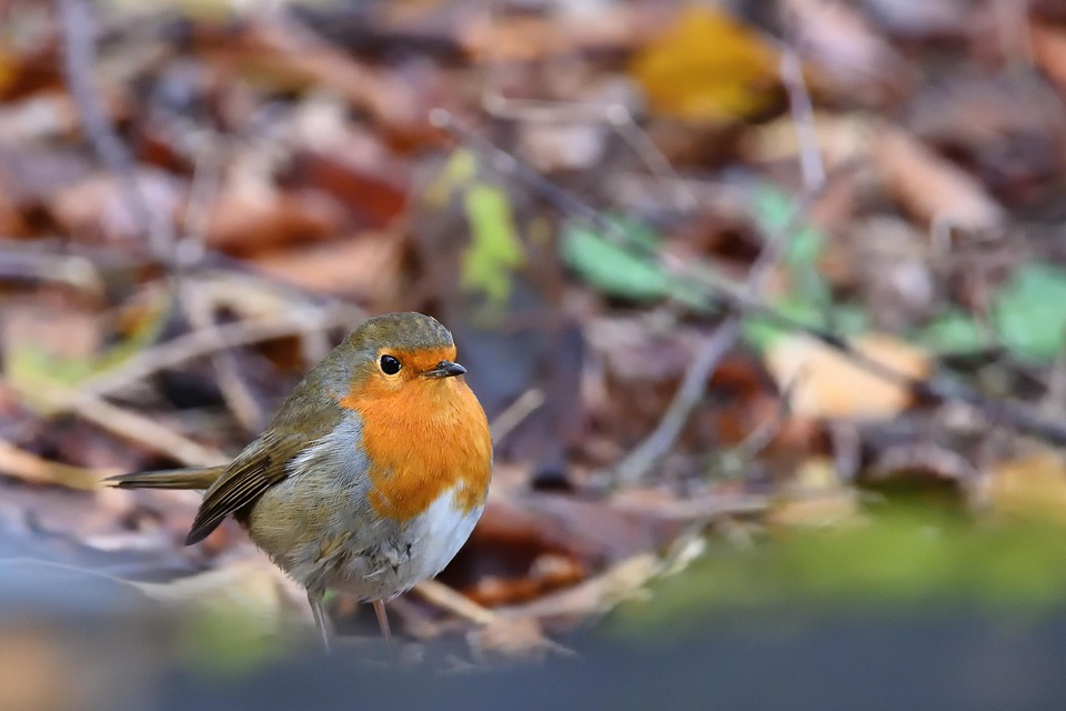 Rouge-Gorge Oiseau Robin - Photo gratuite sur Pixabay