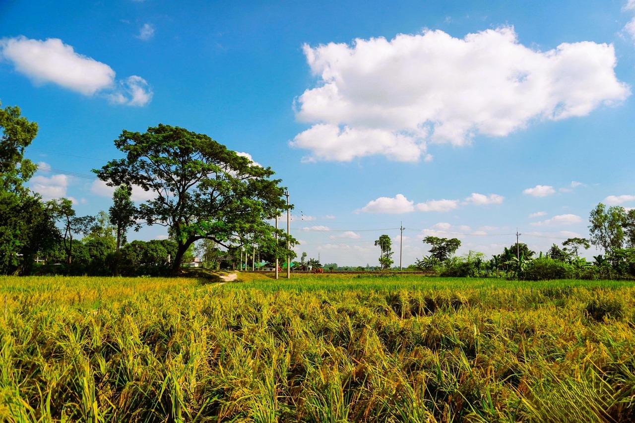 Green Paddy Field Blue Sky Serene - Free photo on Pixabay