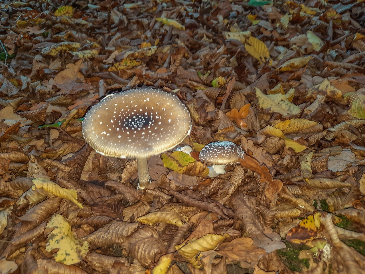 Mushrooms Fall Forest - Free photo on Pixabay