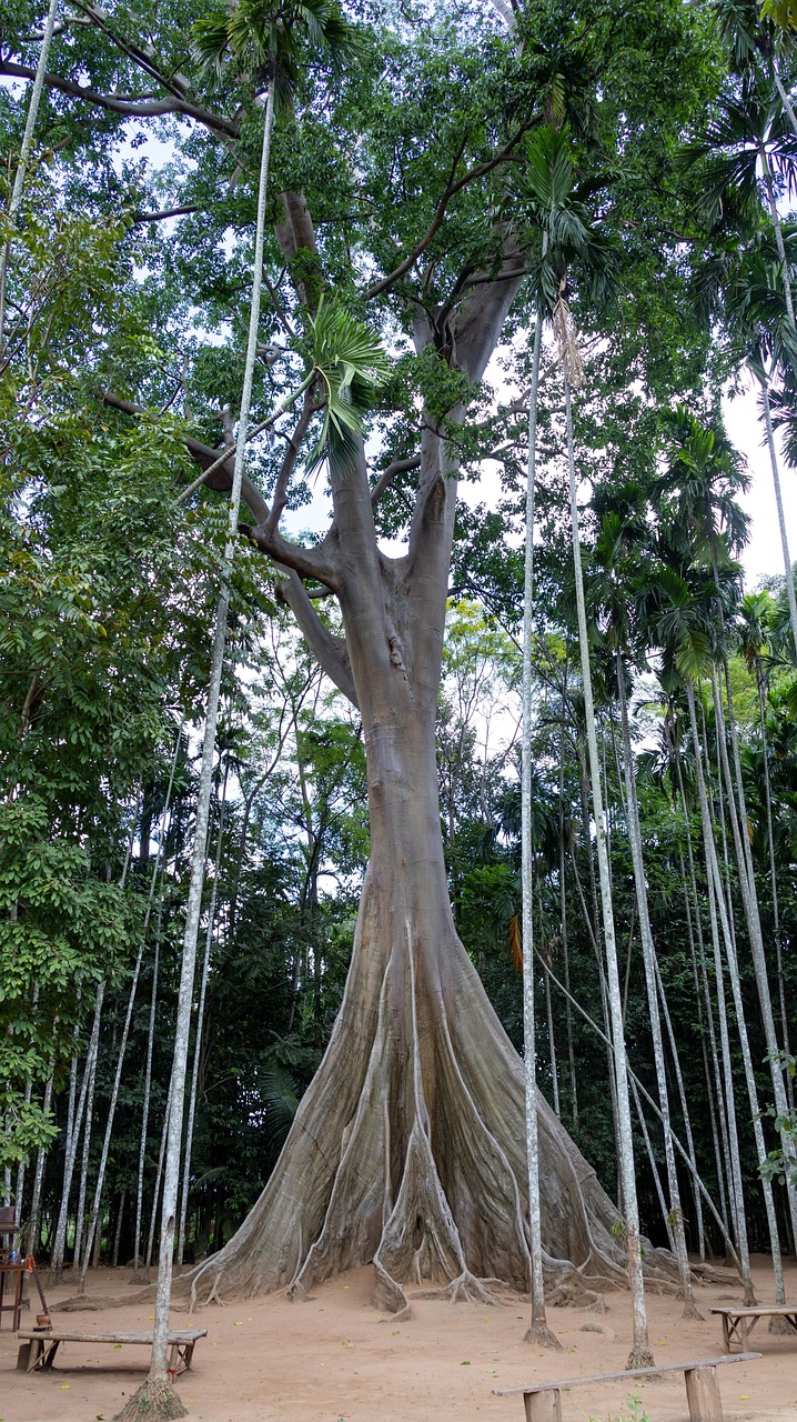 Folhagem Verde Espécies Botânicas - Foto gratuita no Pixabay