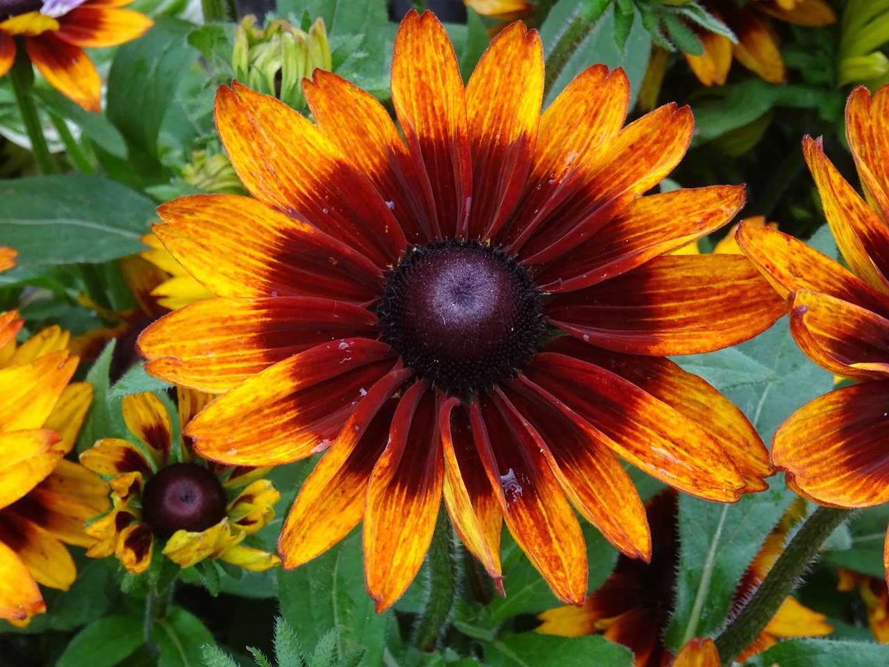 Flower Nature Flora - Free photo on Pixabay