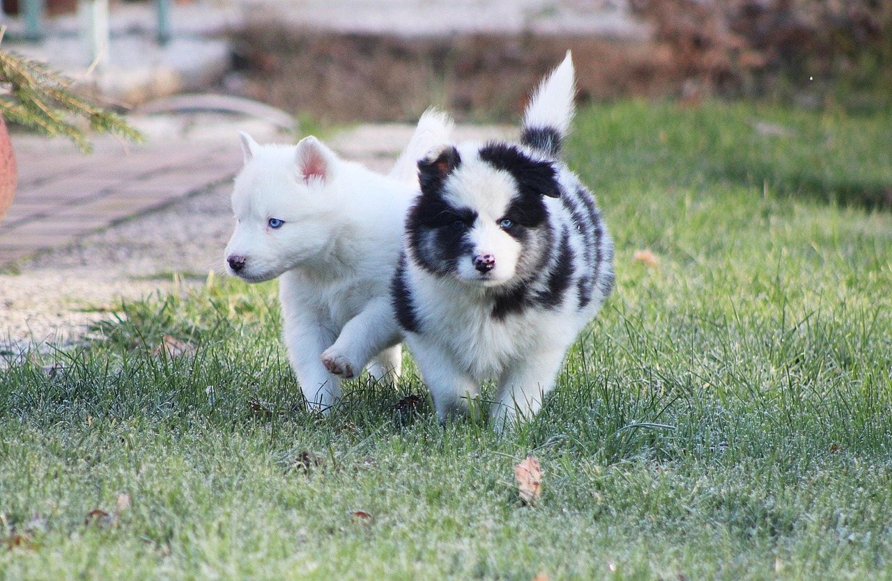 Puppies Dogs Domestic Animal - Free photo on Pixabay