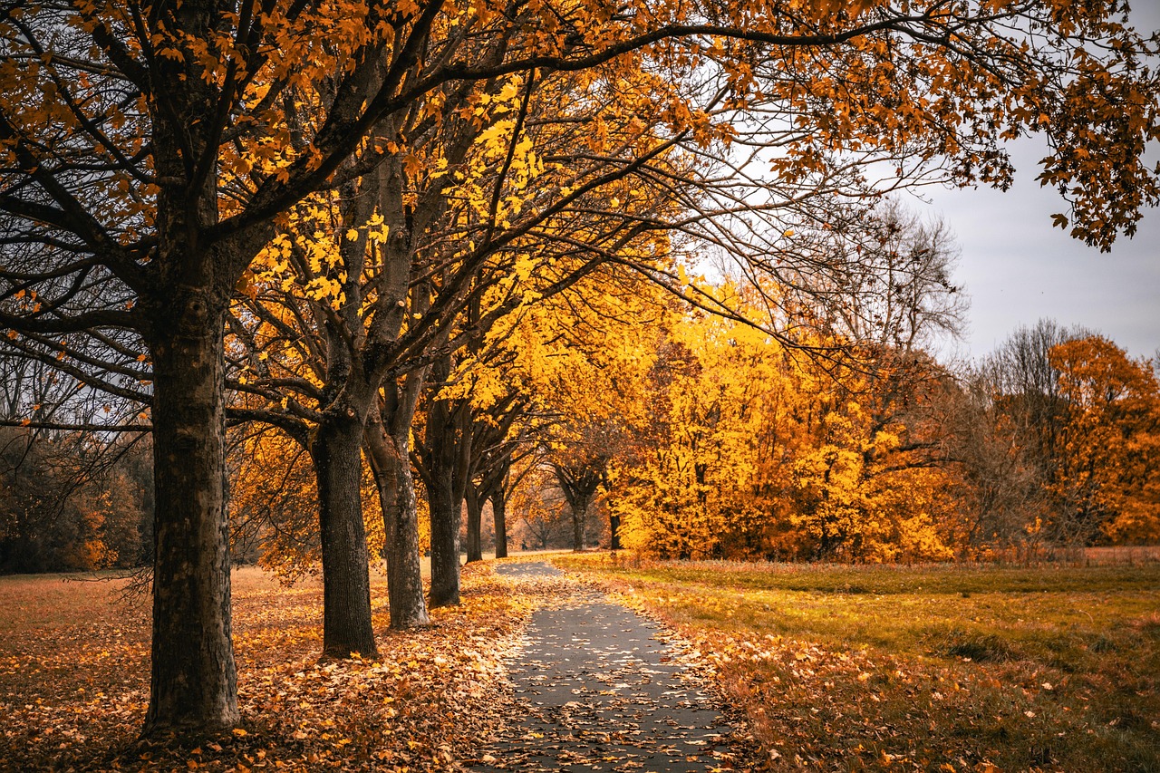 Fall Nature Forest - Free photo on Pixabay
