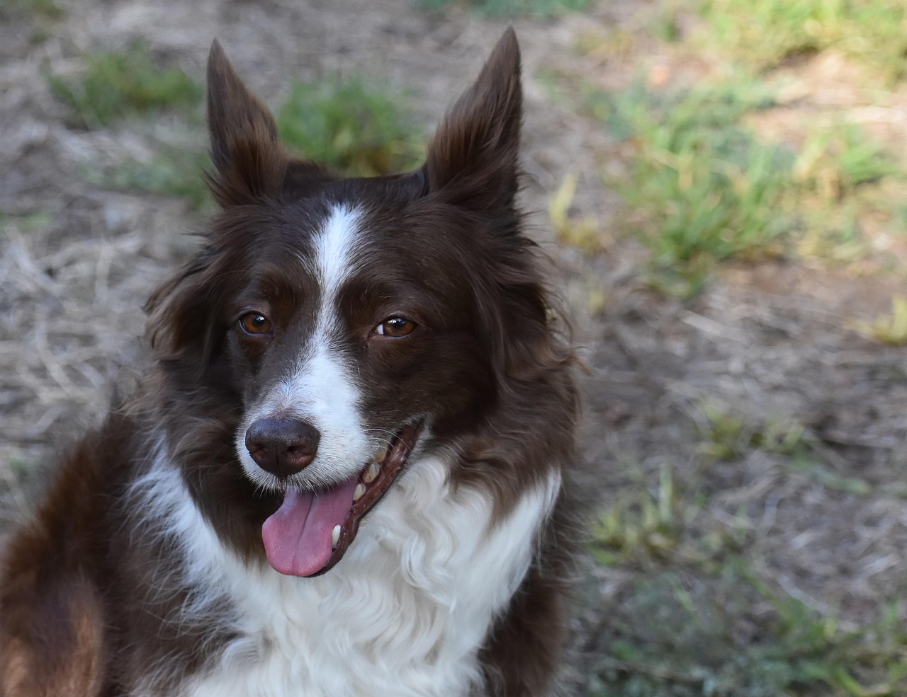 Border Collie Dog Animal - Free photo on Pixabay