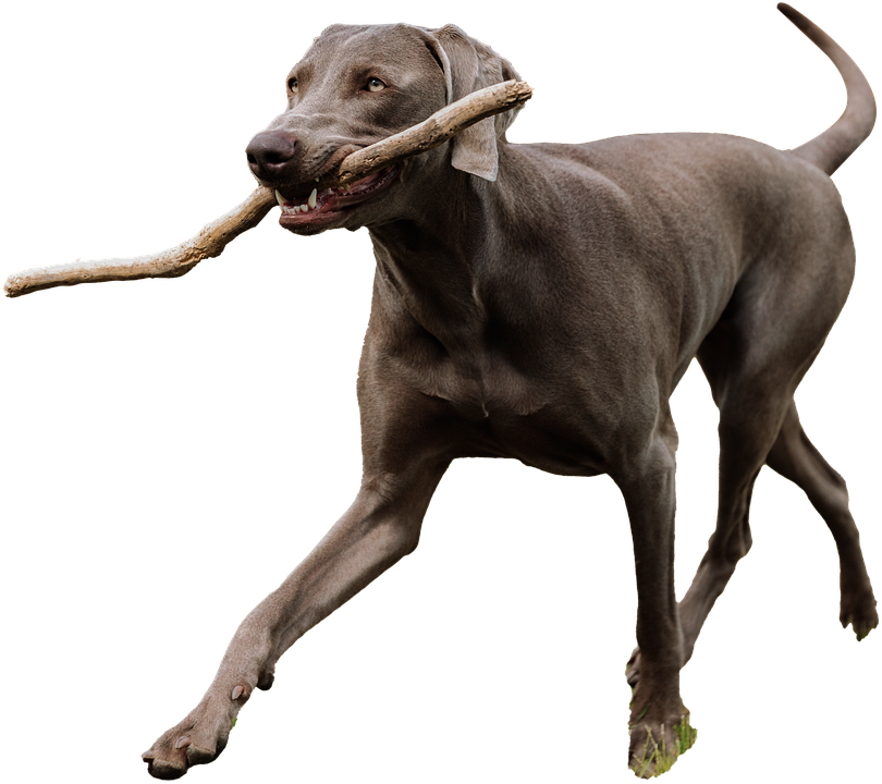 Cane Animale Domestico - Foto gratis su Pixabay