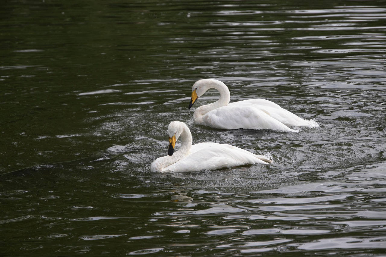 White Swans Birds - Free photo on Pixabay