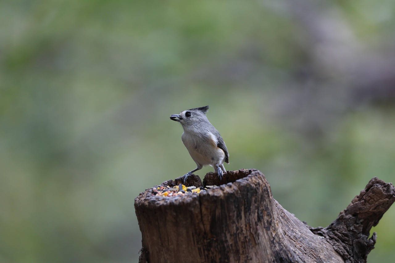 Tufted Titmouse Wildlife Bird - Free photo on Pixabay