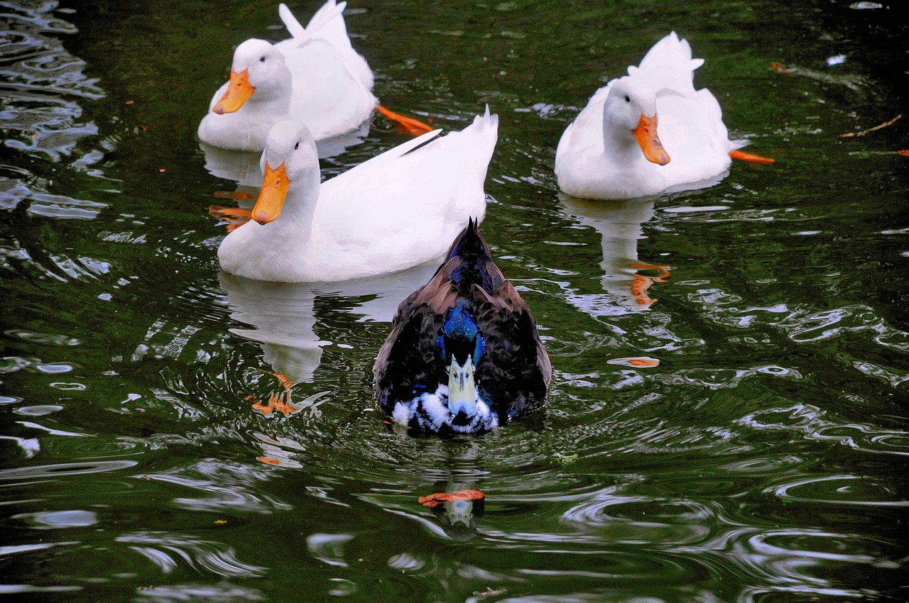 Ducks Birds Nature - Free photo on Pixabay