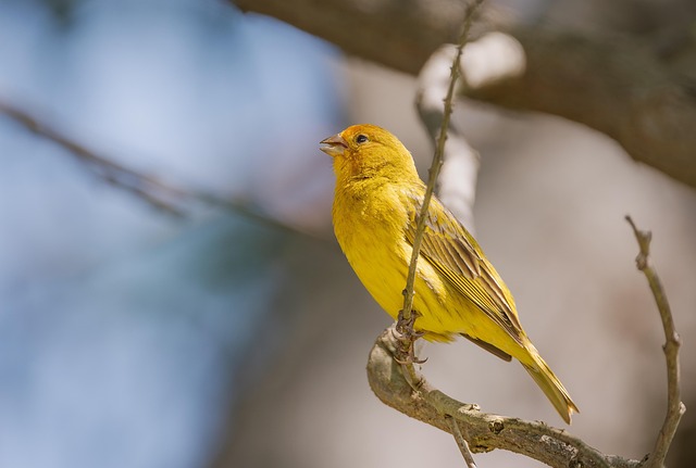 5,000+ Free Spice Finch & Finch Images - Pixabay