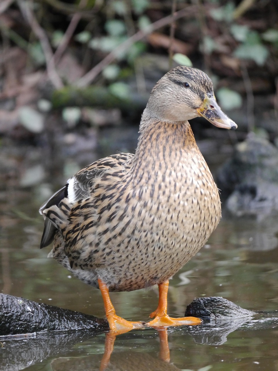 Duck Water Fowl - Free photo on Pixabay