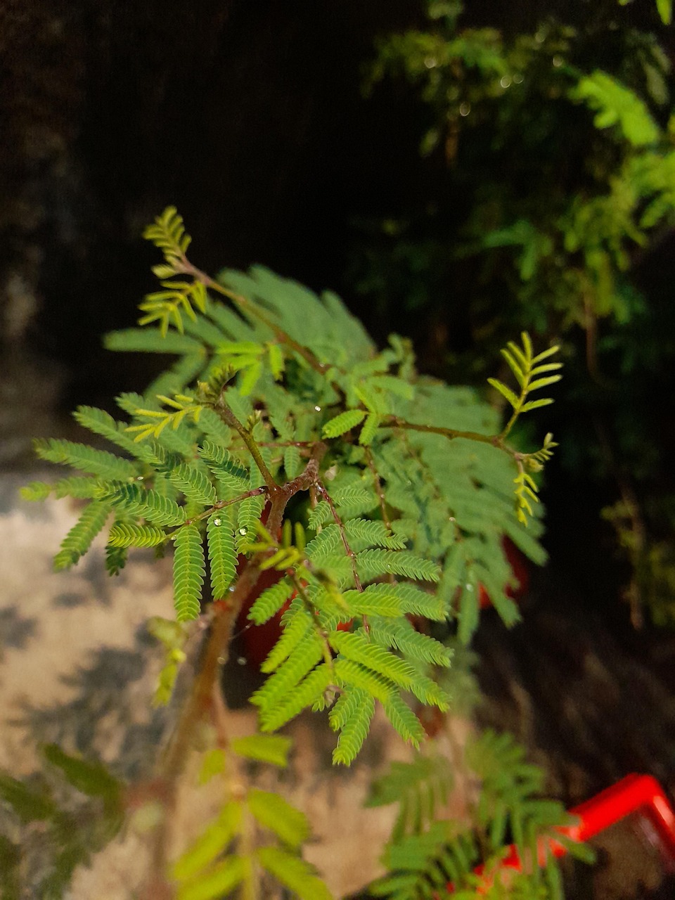 Planta Natureza Folhas - Foto gratuita no Pixabay