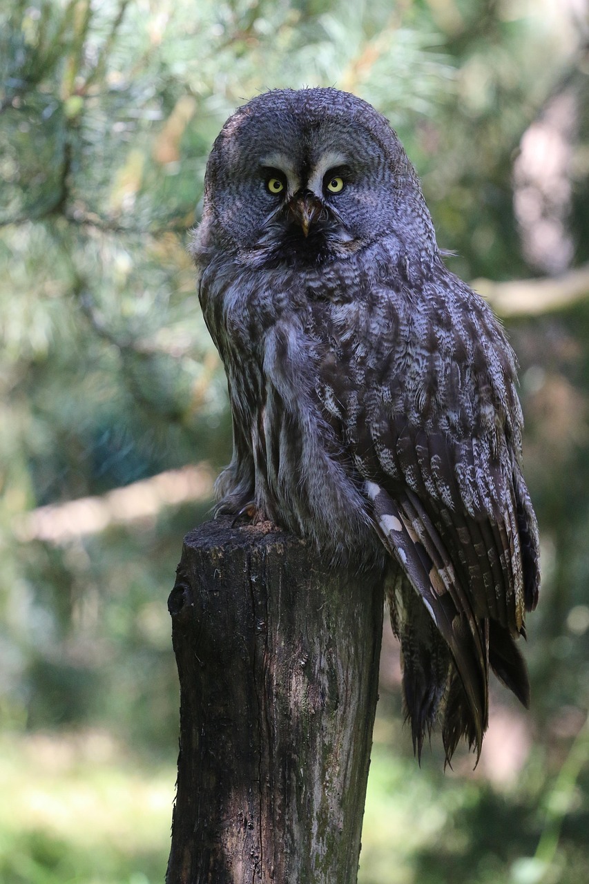 Hibou La Nature Oiseau Petite - Photo gratuite sur Pixabay