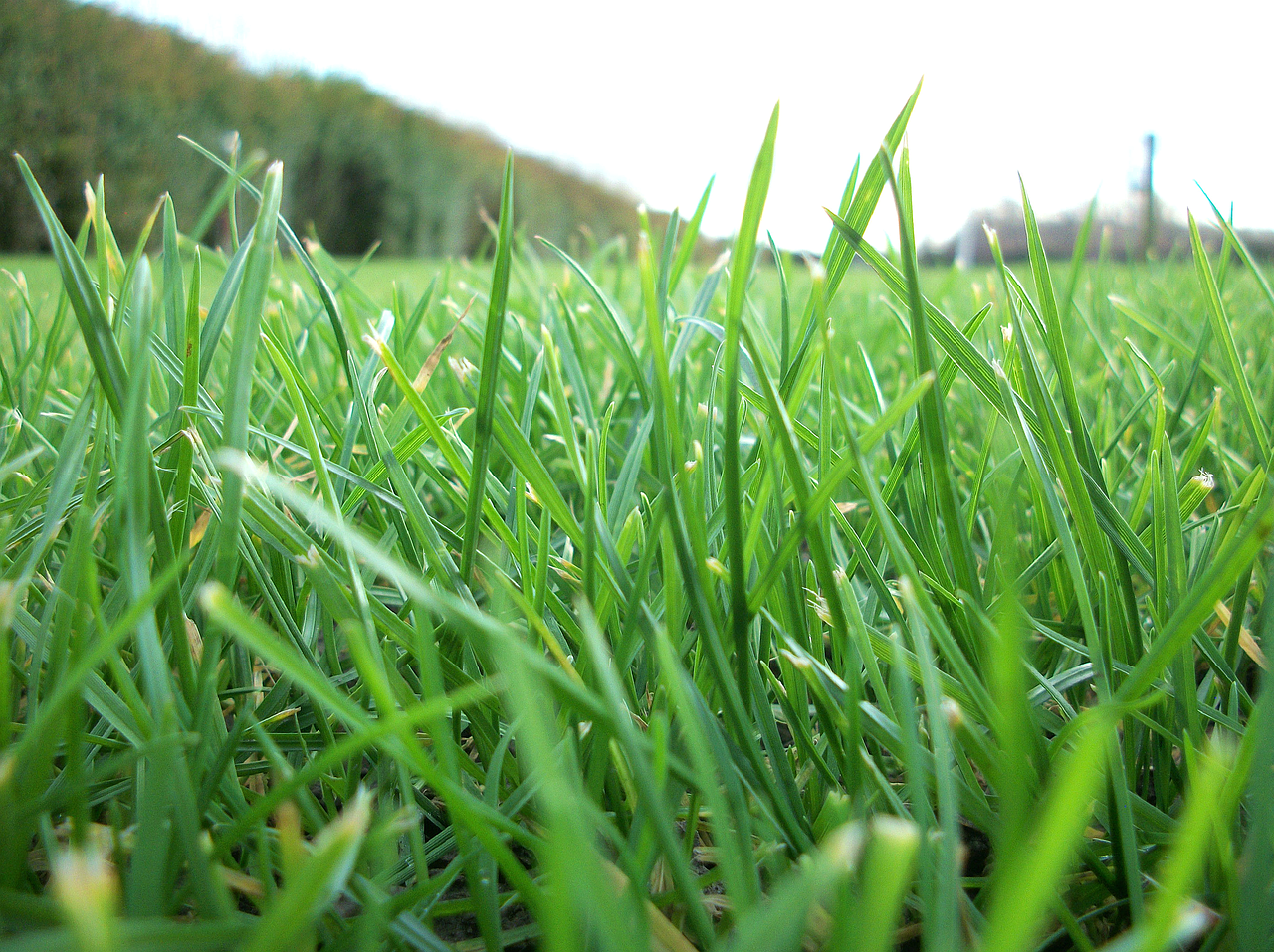 Grass Blades Of Meadow - Free photo on Pixabay