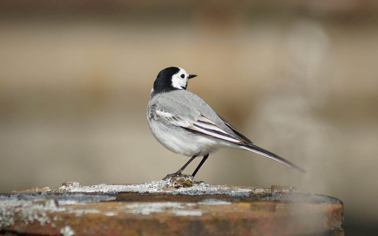White Wagtail Bird Animal - Free photo on Pixabay