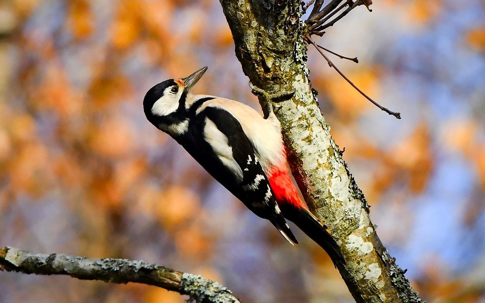 Woodpecker Bird Animal - Free photo on Pixabay