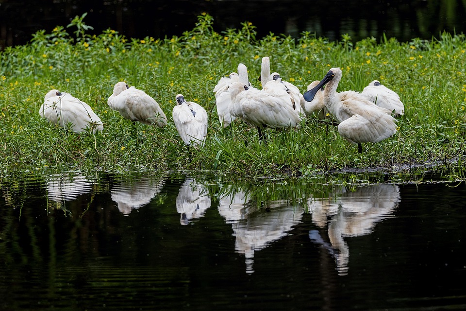 Spoonbill Bird Nature - Free photo on Pixabay