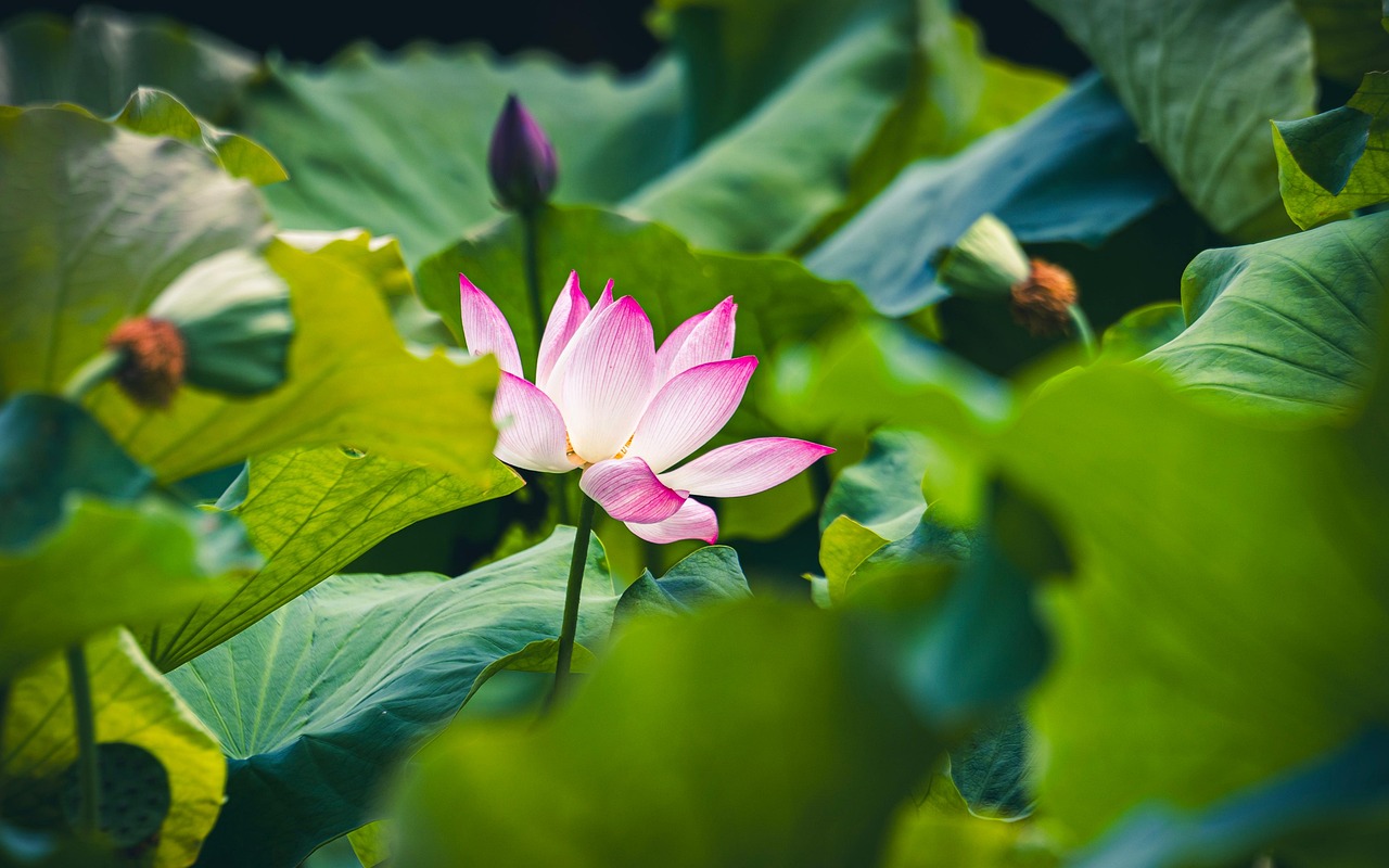 Lotus Flower Plant - Free photo on Pixabay
