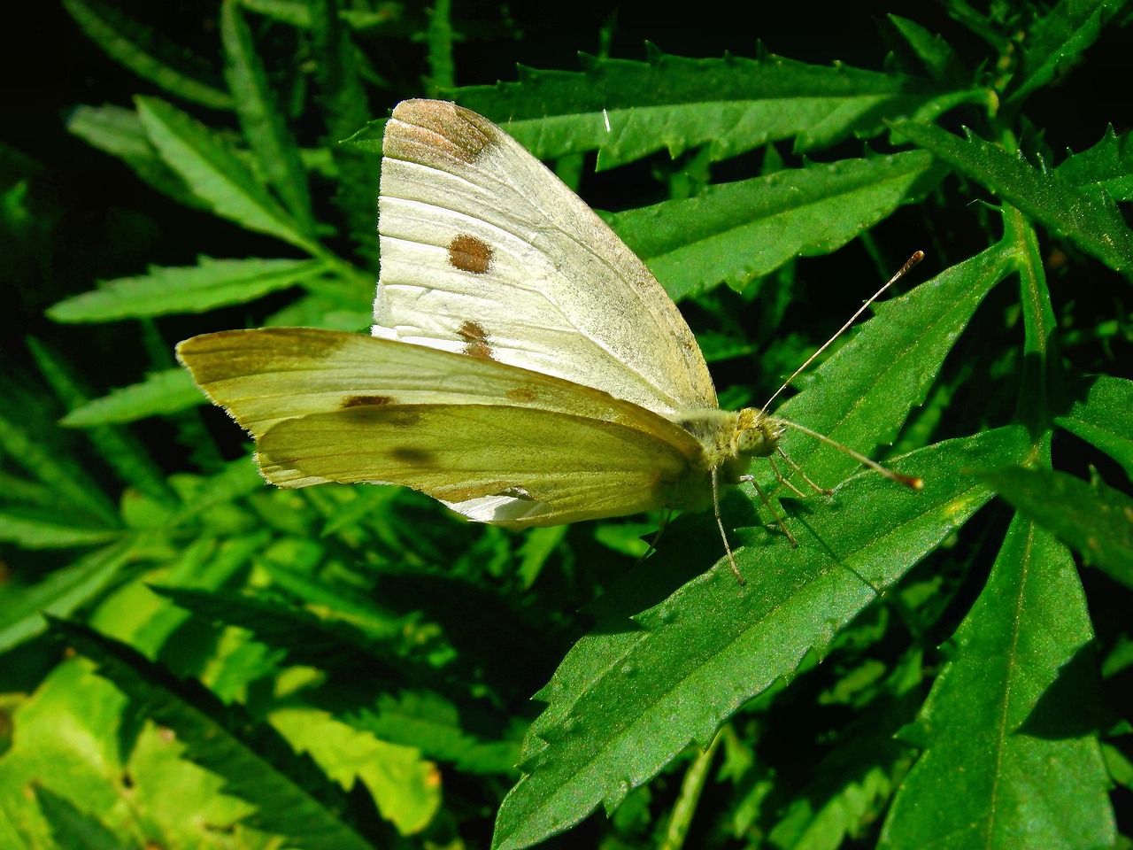 Butterfly Nature Wings - Free photo on Pixabay