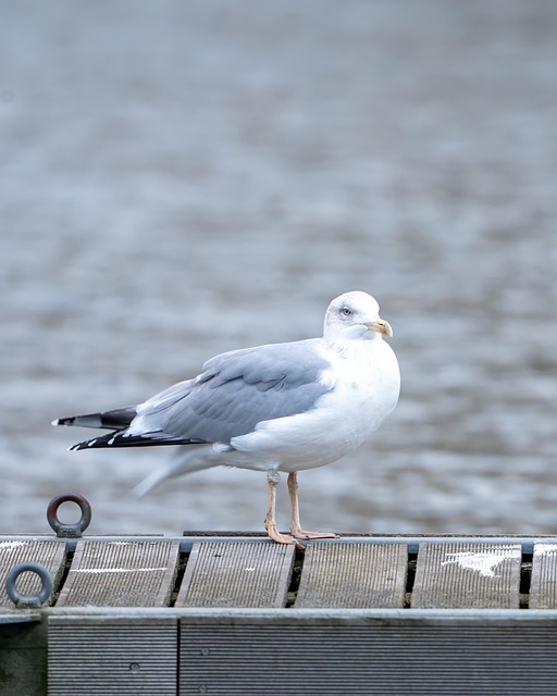 Gull Bird Nature - Free photo on Pixabay