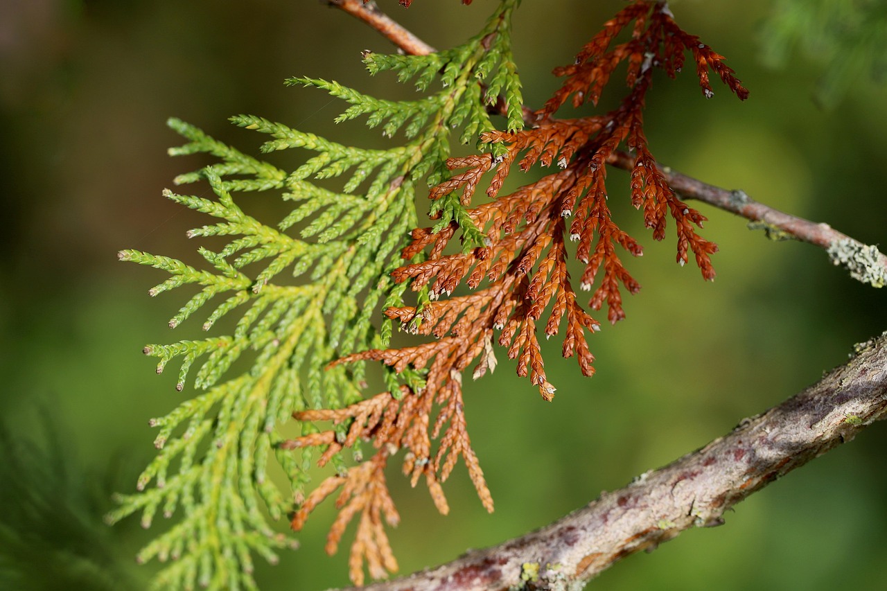 70+ kostenlose Lebensbäume und Lebensbaum-Bilder - Pixabay