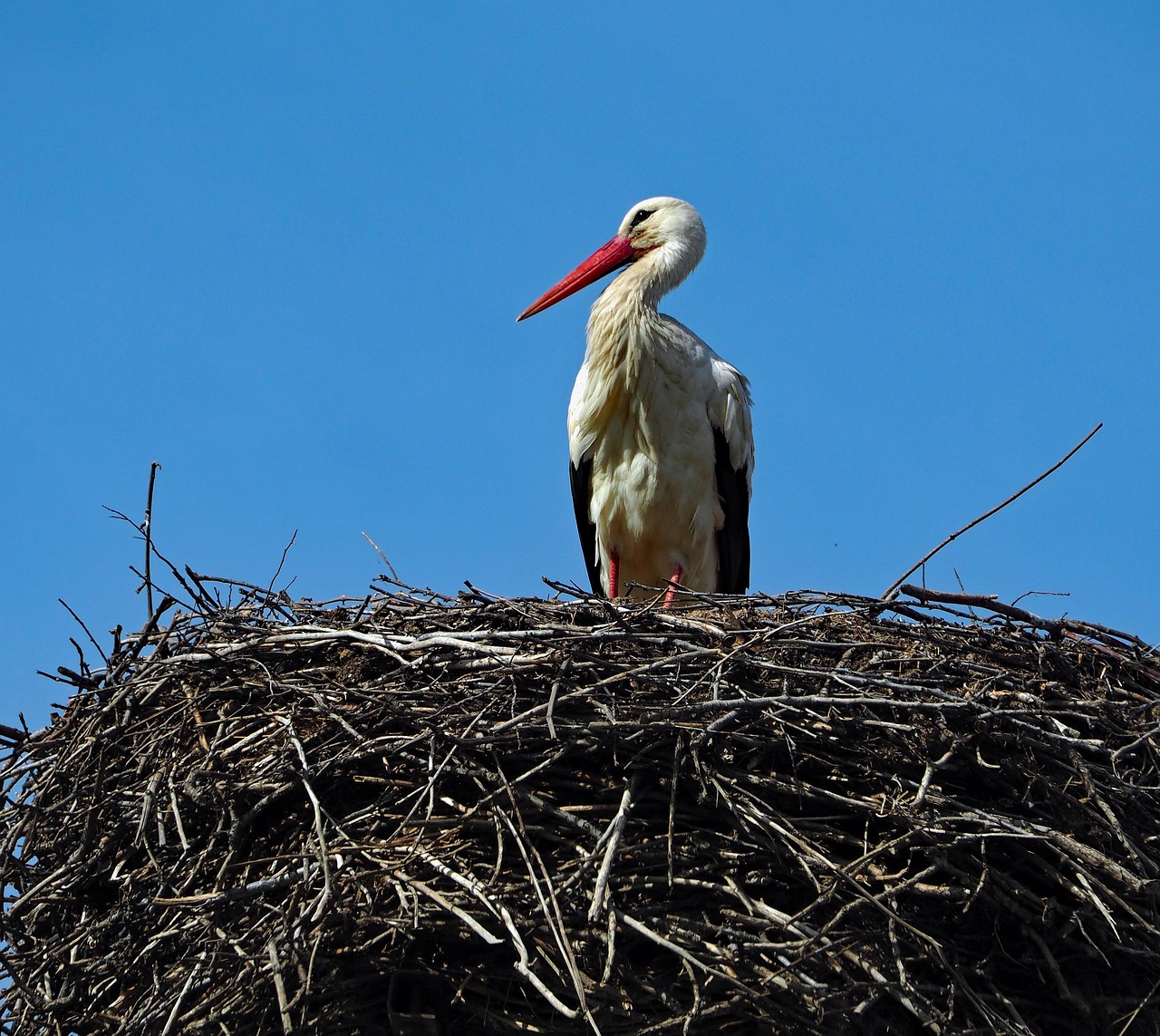 Stork Bird Nature - Free photo on Pixabay