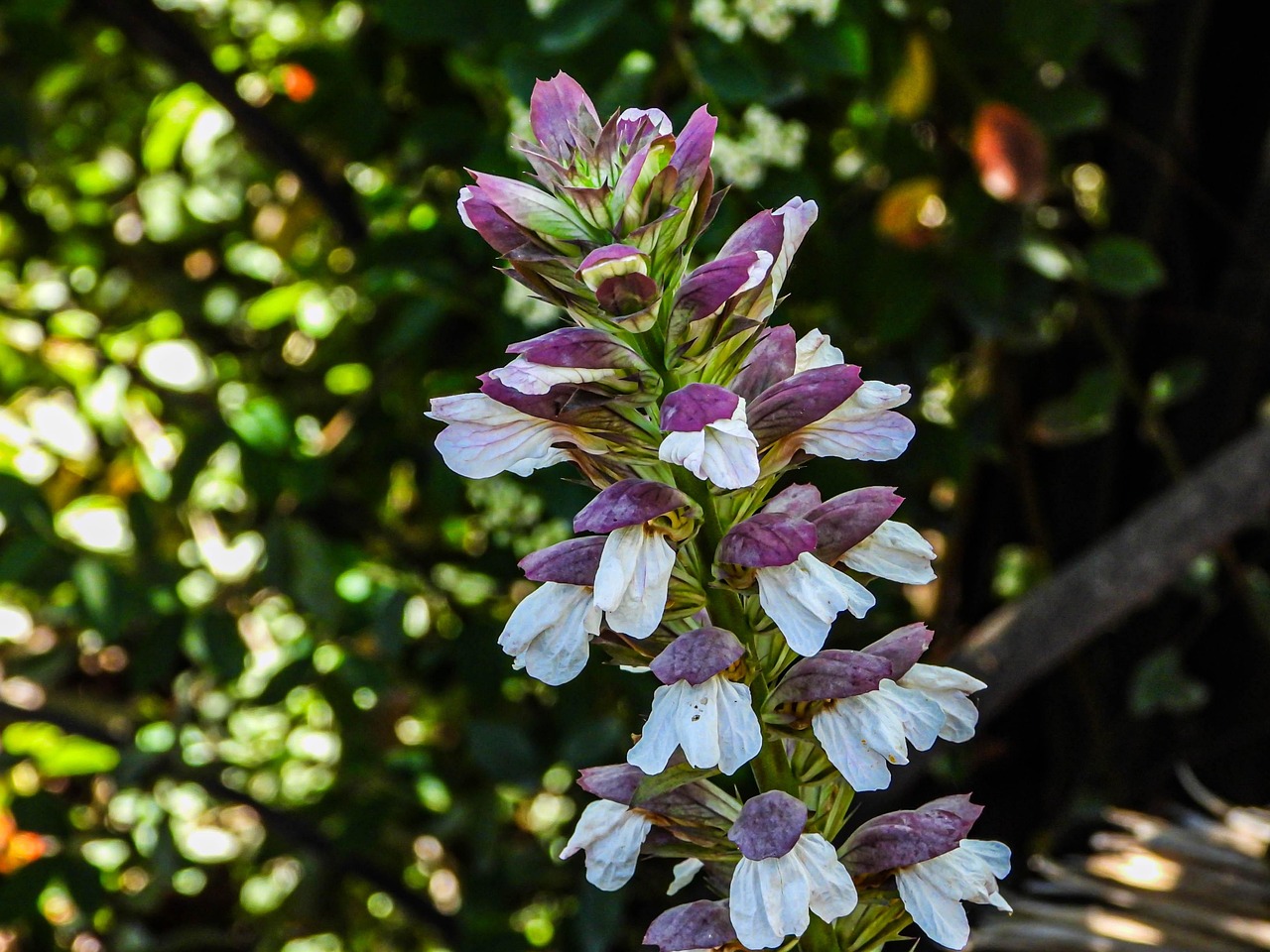 Planta Flor Colores - Foto gratis en Pixabay