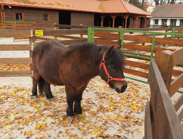 Horse Pony Animal - Free photo on Pixabay