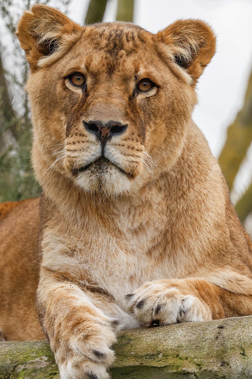 Lion Nature Predator - Free photo on Pixabay