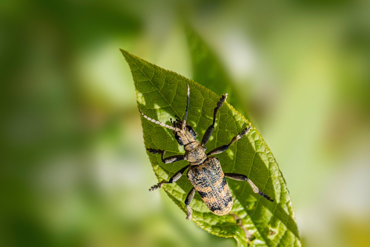 Black-Spotted Longhorn Beetle - Free photo on Pixabay