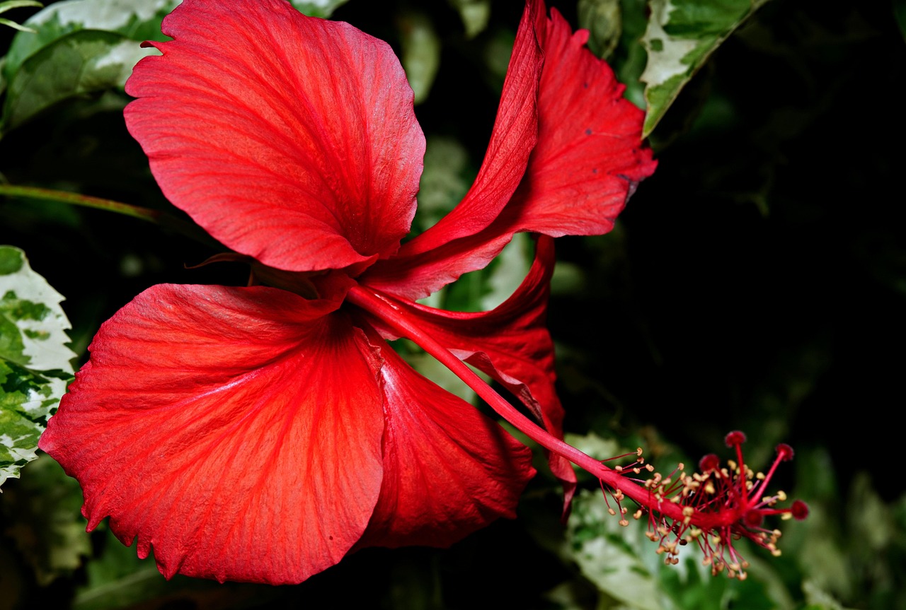 Hibiscus Red Flower Tropical - Free photo on Pixabay