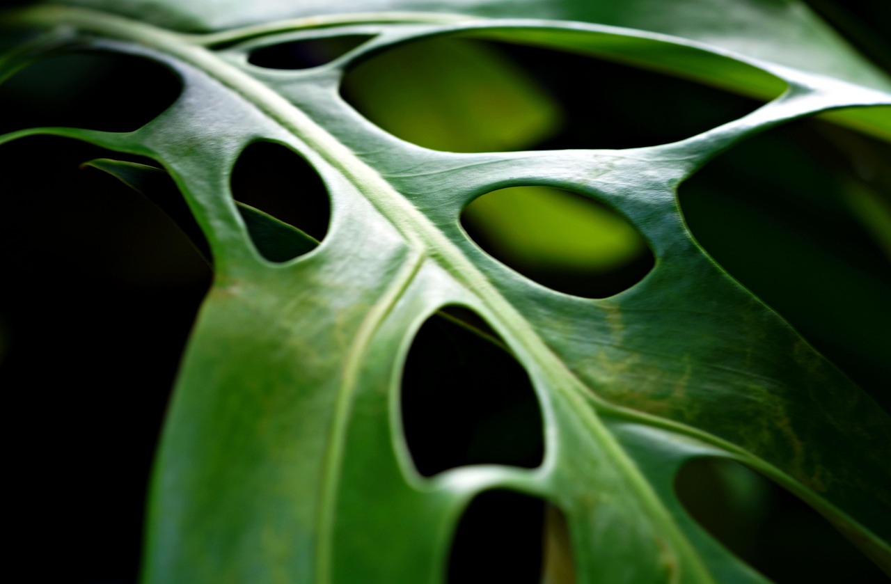 Monstera Deliciosa Nature - Free photo on Pixabay