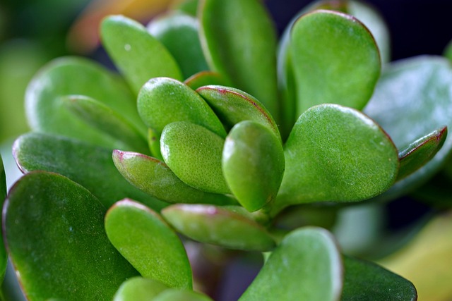 Succulent Nature Plant - Free photo on Pixabay
