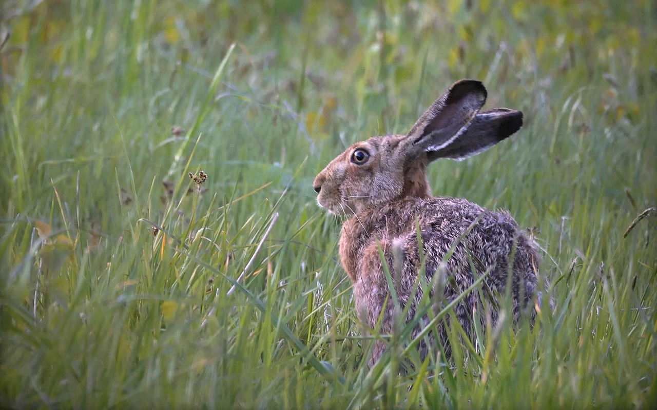 Hare Grass Latvia Free Photo On Pixabay