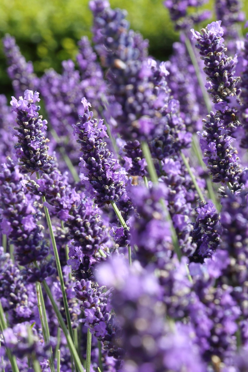 Lavanda Campo De Flores - Foto gratis en Pixabay