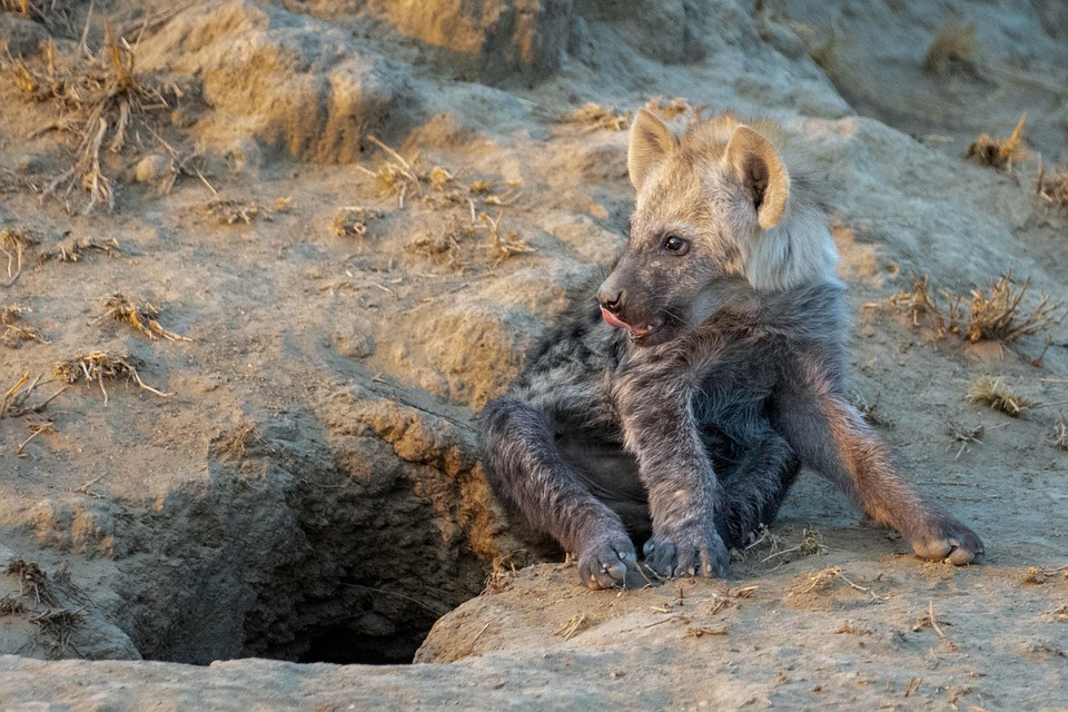 Hyena Afrika Rovdjur - Gratis foto på Pixabay