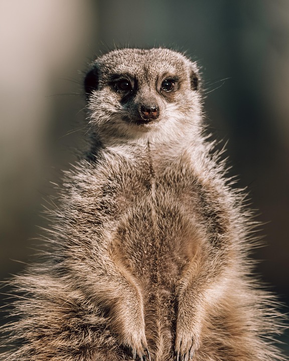 Suricata Animal Fauna Silvestre - Foto gratis en Pixabay